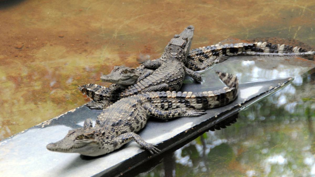 Pilikula park brings in exotic crocs, reticulated pythons - The Hindu