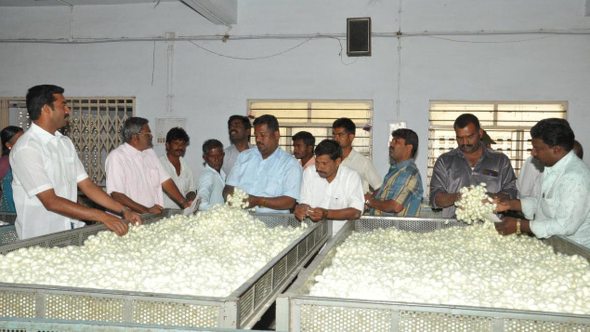 Crop of ideas to create model silk farmer - The Hindu