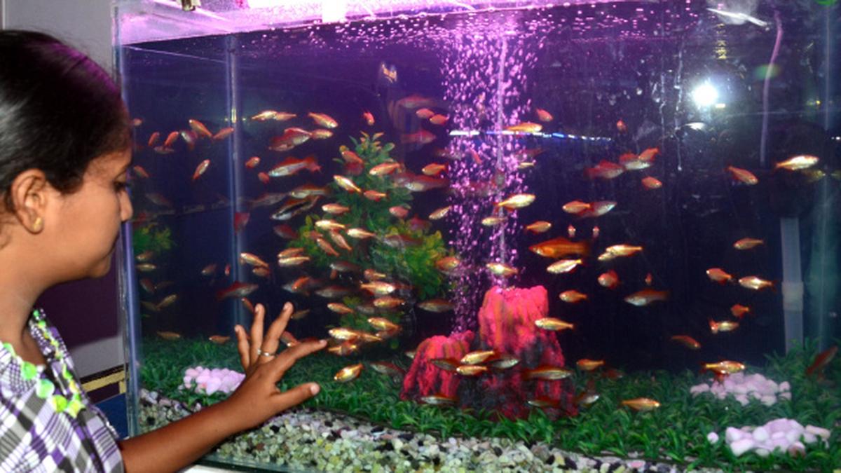 Fast, colourful, delicious: when fish are friends, food - The Hindu