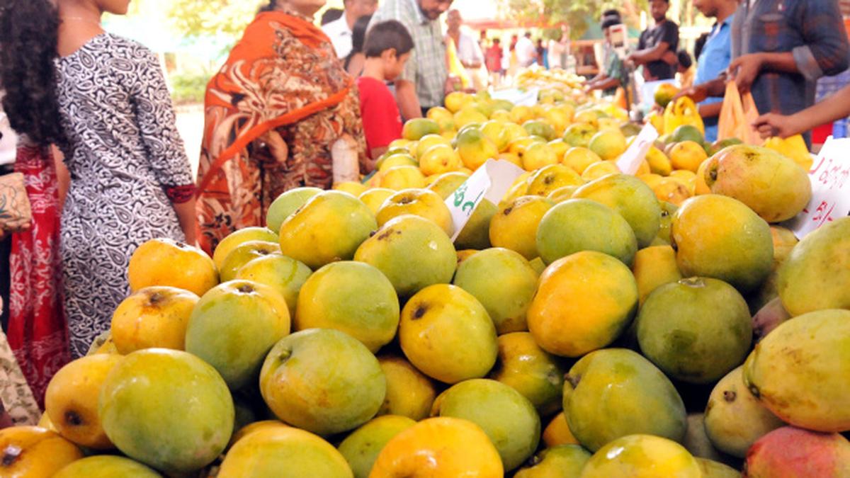 Mango festival begins - The Hindu