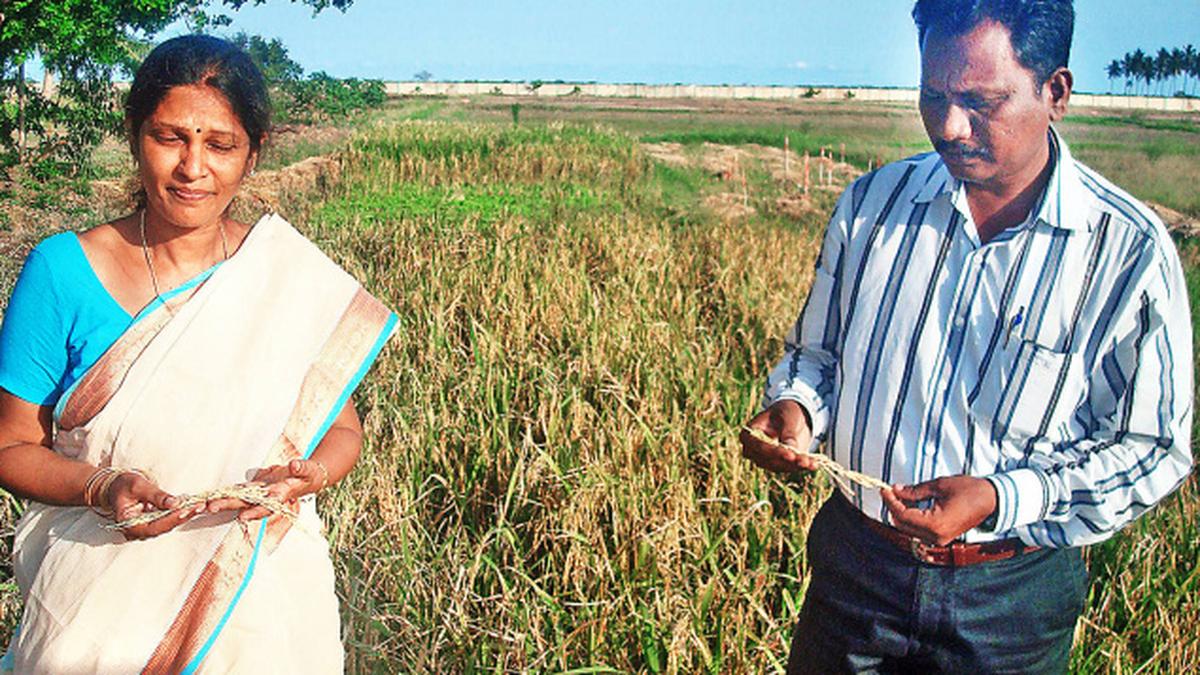 Two new paddy varieties developed - The Hindu