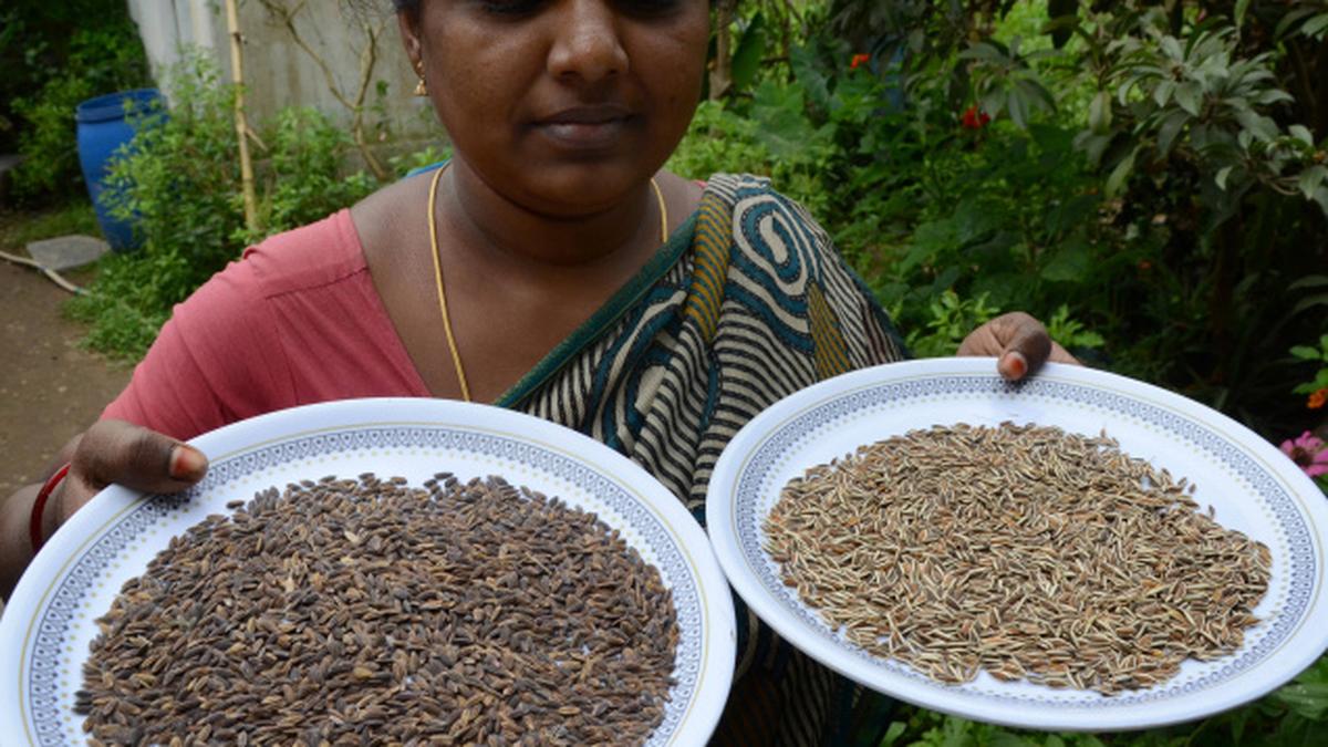 Medicinal rice can cure gastro, knee, heart diseases, says farmer - The ...