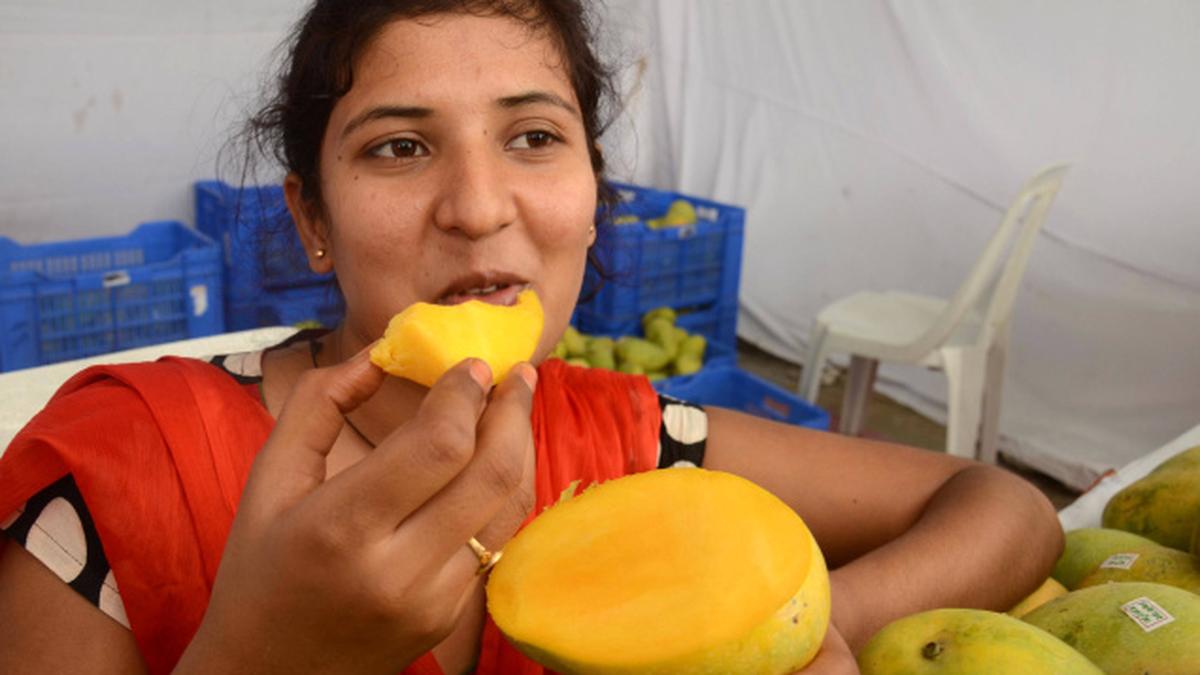 Mango export to US to touch 500 tonnes - The Hindu