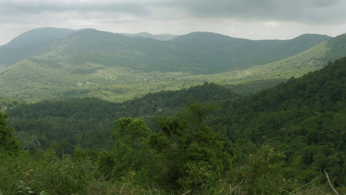 Dindigul’s forests fall to mafia’s axe - The Hindu