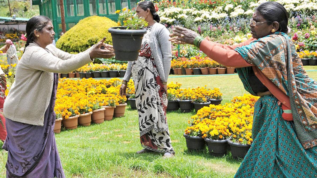 Ooty flower show begins today - The Hindu