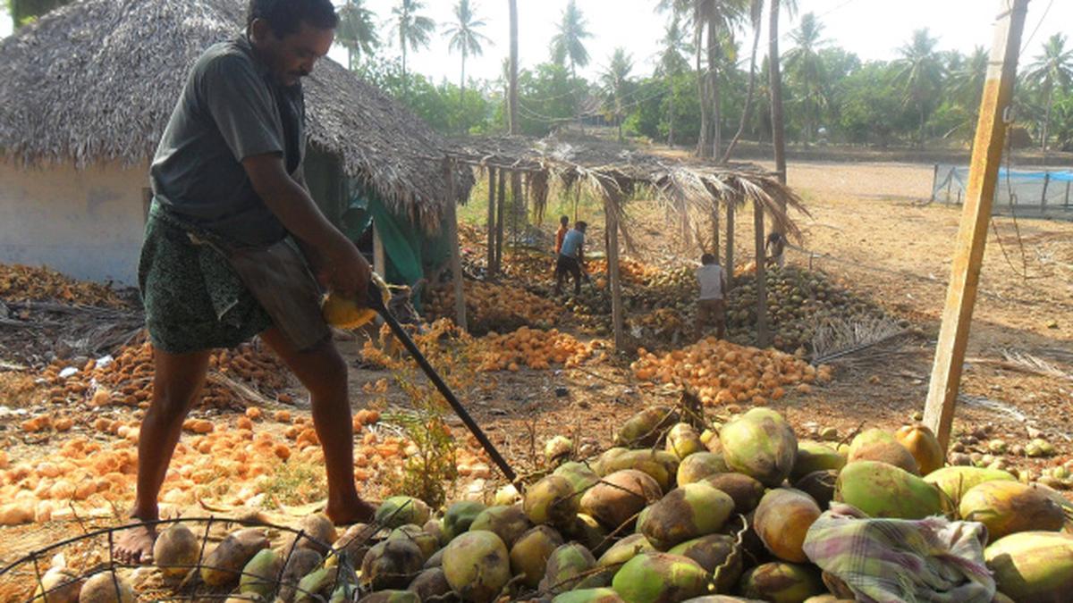 Migration of coconut workers on the rise - The Hindu