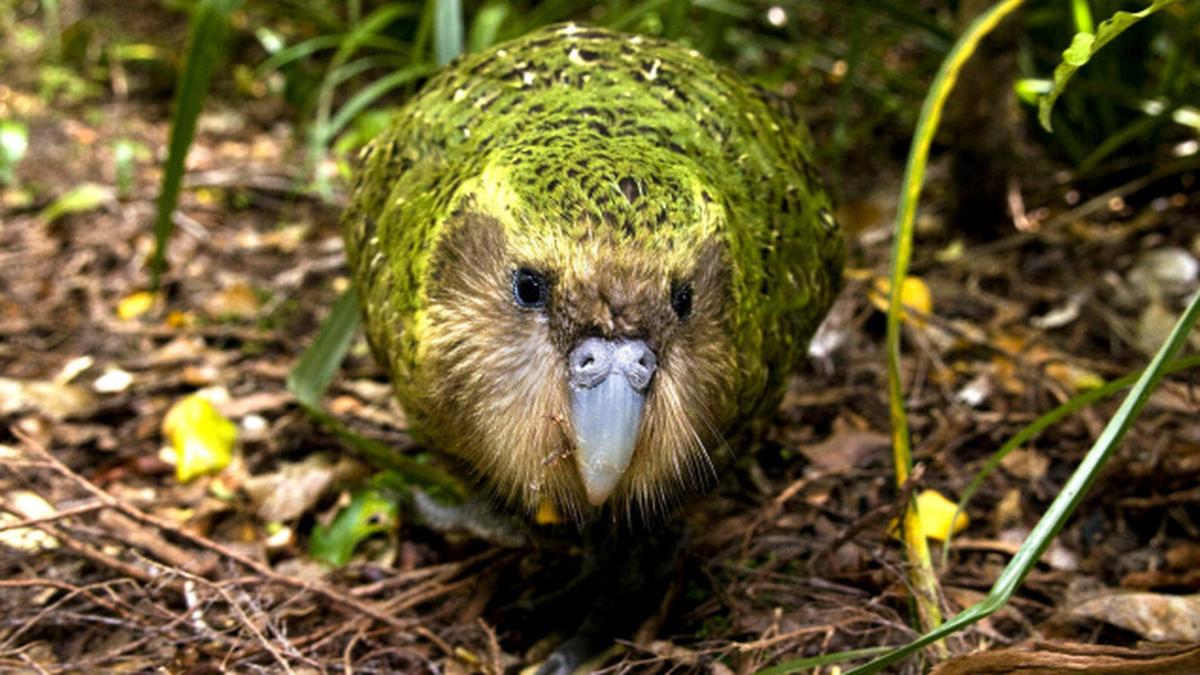 Parrot of the night - The Hindu