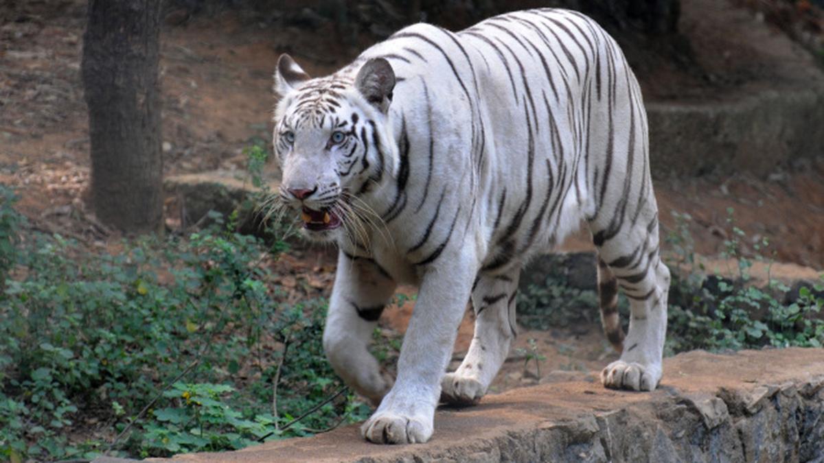 ‘White tiger numbers can be increased without inbreeding’ - The Hindu