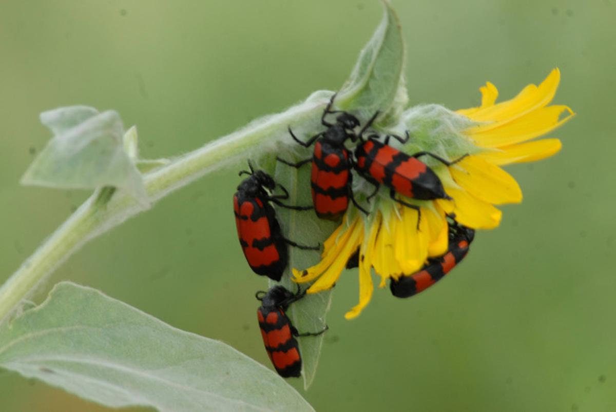 Celebrating birds and bees - The Hindu