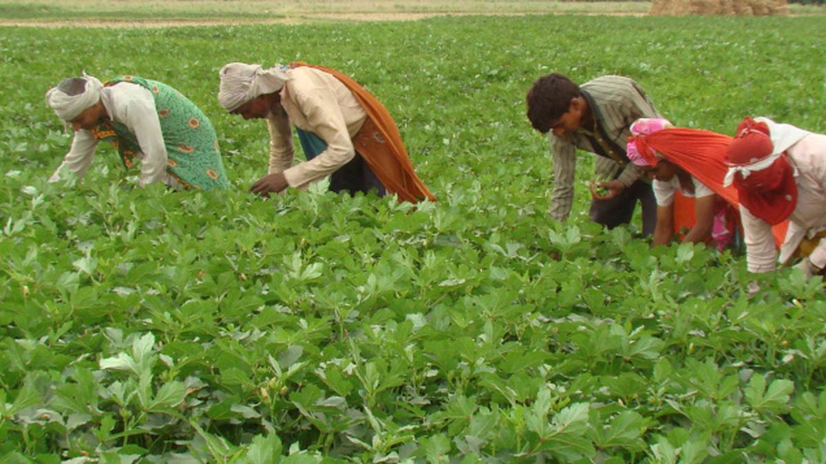 Behind the success of every Jasauti farmer is a lady’s finger - The Hindu