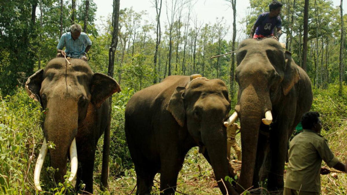 IT makes a wild elephant reveal its tracks - The Hindu