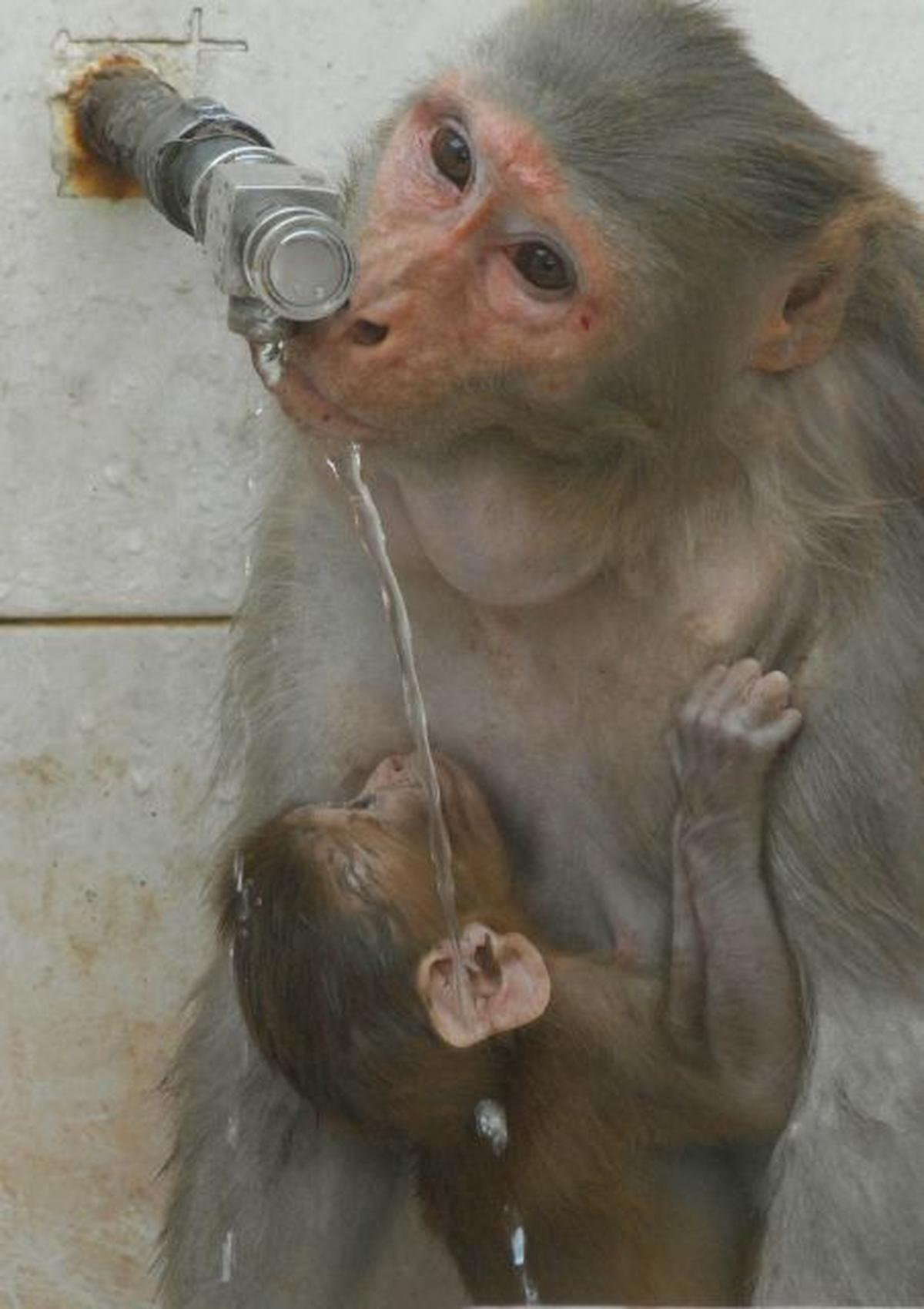 Day in pictures - The Hindu