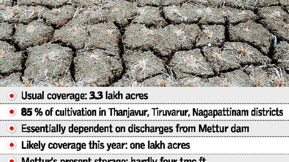 How much coverage of kuruvai cultivation is possible? - The Hindu