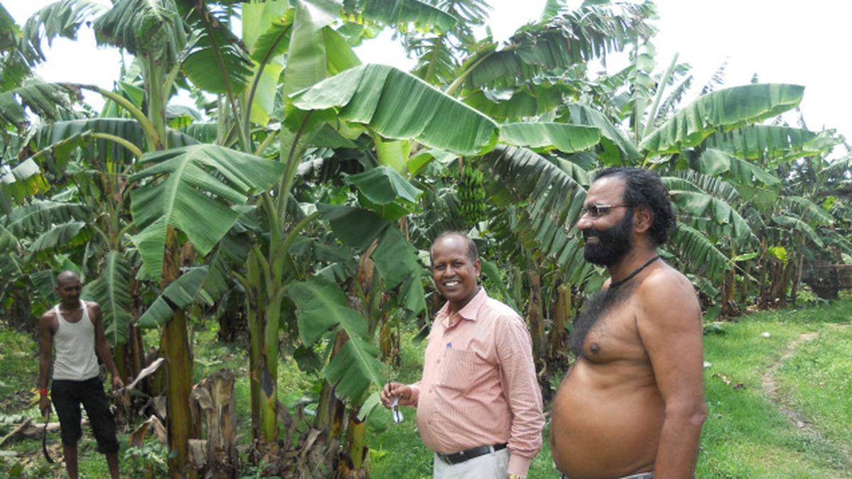 A story of a banker turned farmer in Bihar - The Hindu