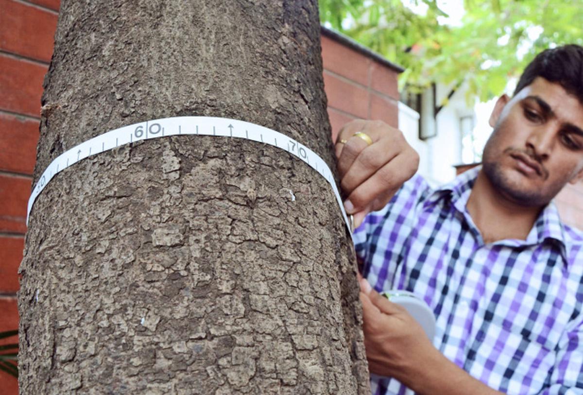 Annual tree census begins - The Hindu