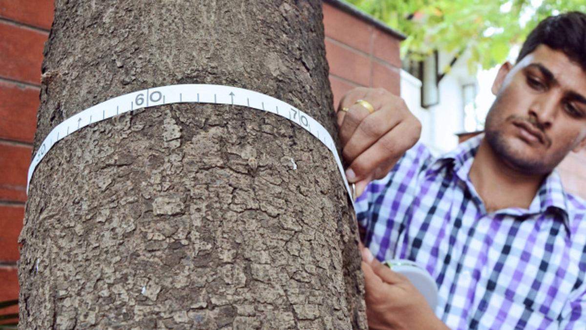 Annual tree census begins - The Hindu