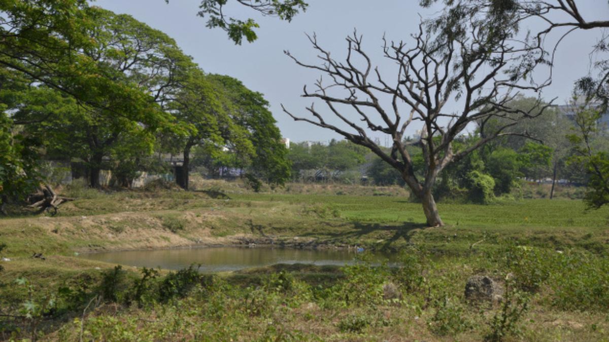 Lifeline for Chetpet Lake - The Hindu