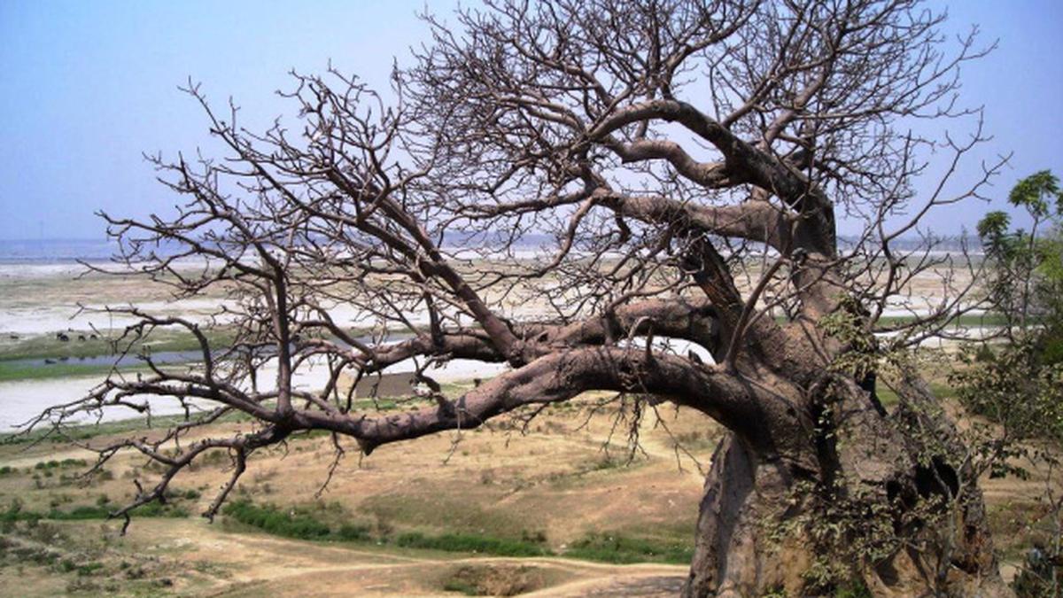 Living monuments - The Hindu