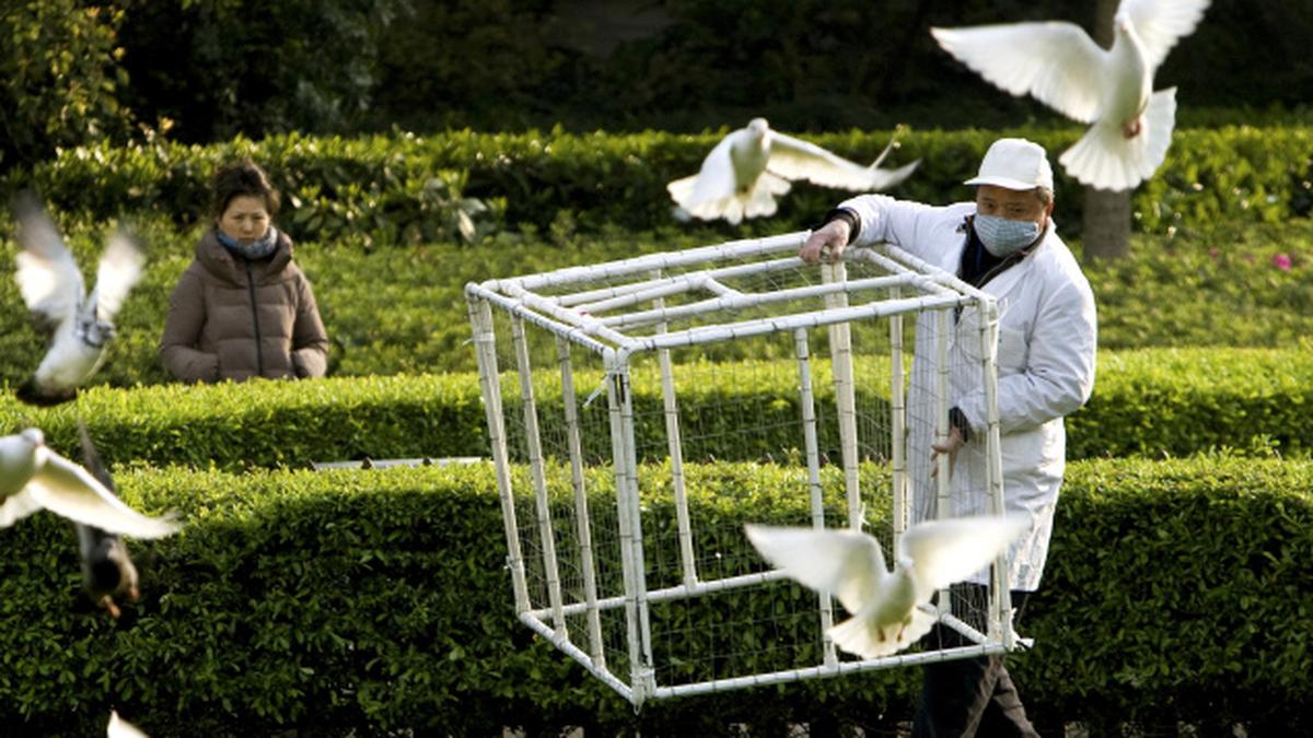 China reports two more cases of new bird flu virus - The Hindu