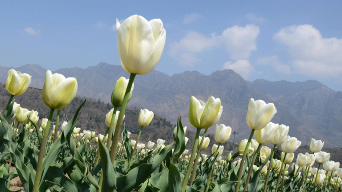 Tulips in full bloom, over 45,000 tourists visit garden - The Hindu