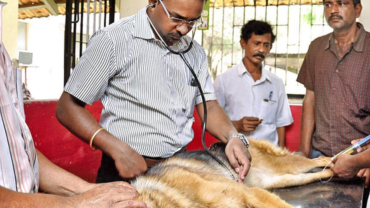 Pets keep vets busy in summer - The Hindu