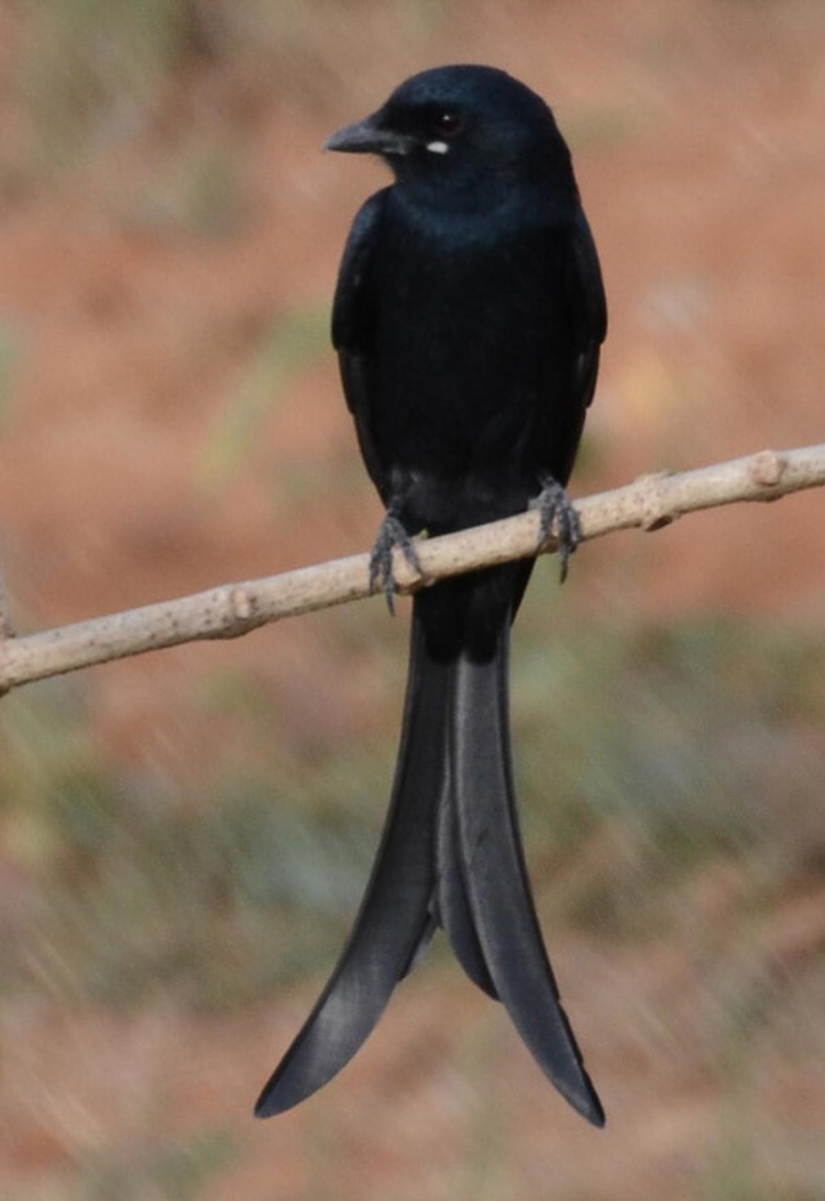 Kuyil Bird English Name