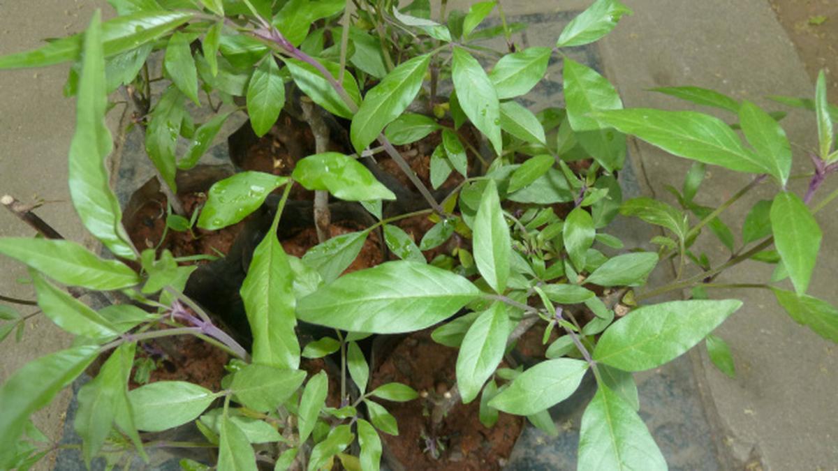 The star in your backyard - The Hindu