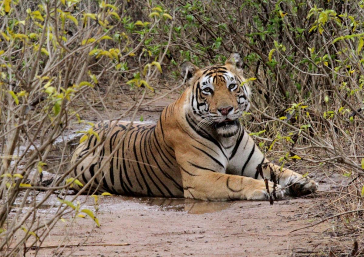 Making space for the tiger a reality - The Hindu