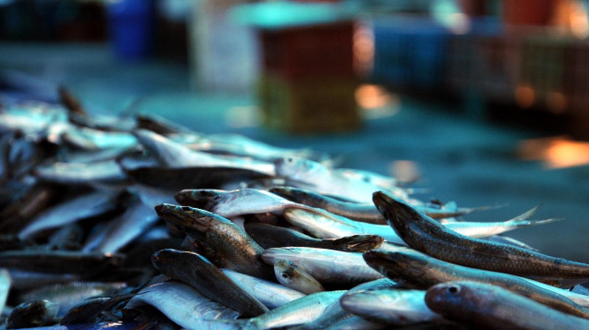 Fish scarcity forces Kerala to look to neighbours for supplies - The Hindu