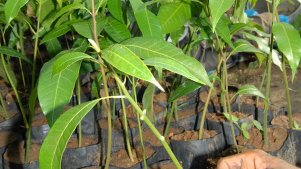 Quality planting material key to better productivity in orchards - The ...