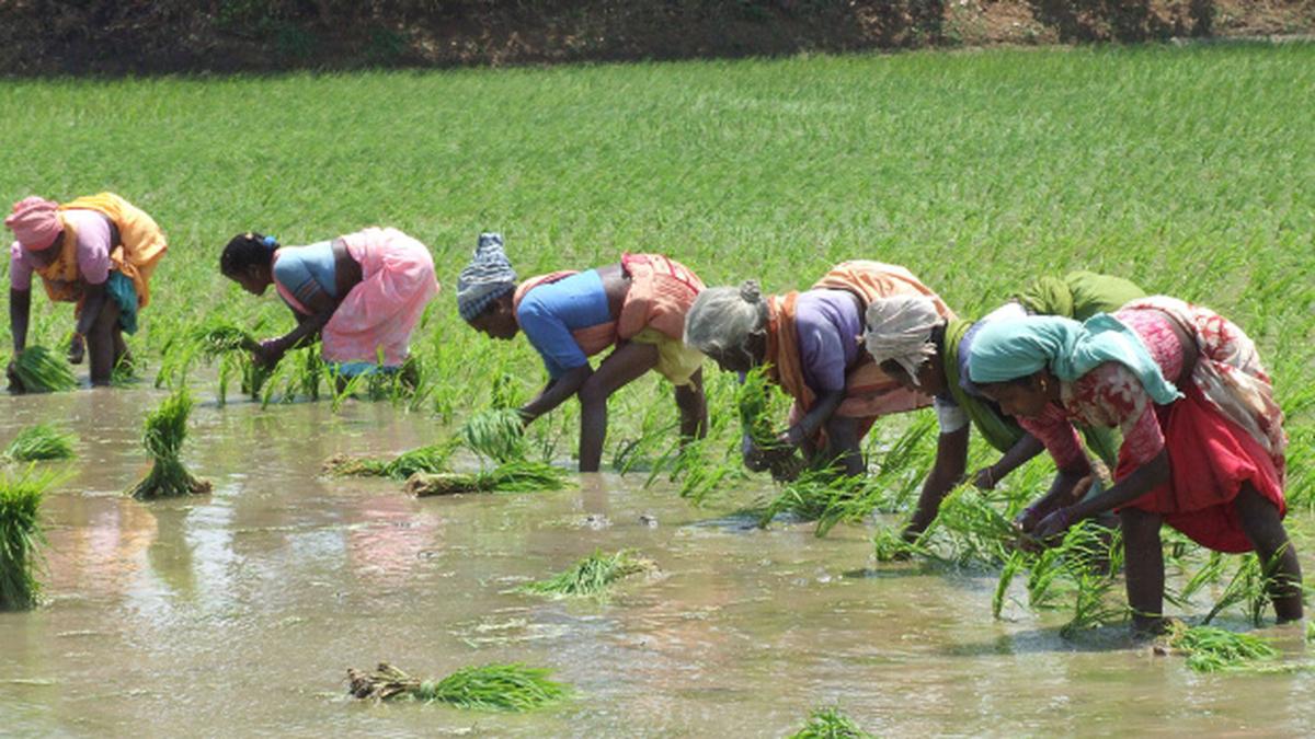 Kuruvai target 6,000 hectares in Tiruchi district - The Hindu