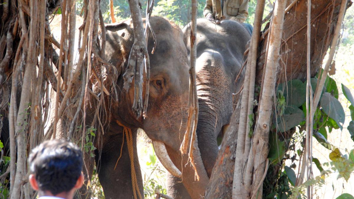 Why this phase of elephant violence? - The Hindu