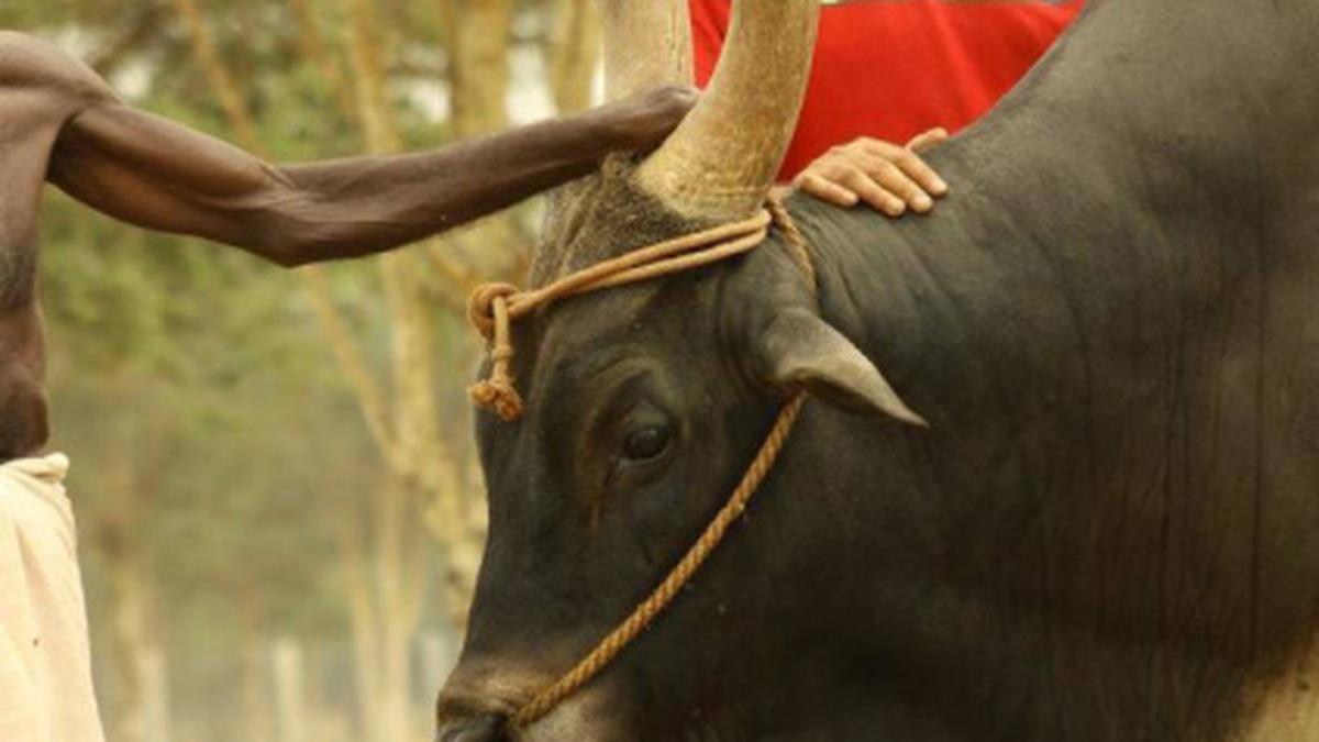 Honour for Kangayam cattle breeder - The Hindu