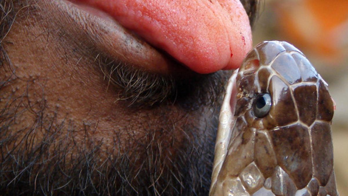 Venom as toxicant, at what cost! - The Hindu