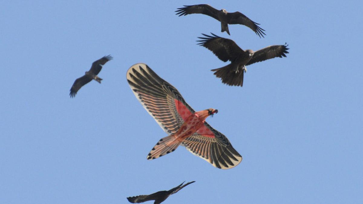 Let's fly a kite - The Hindu