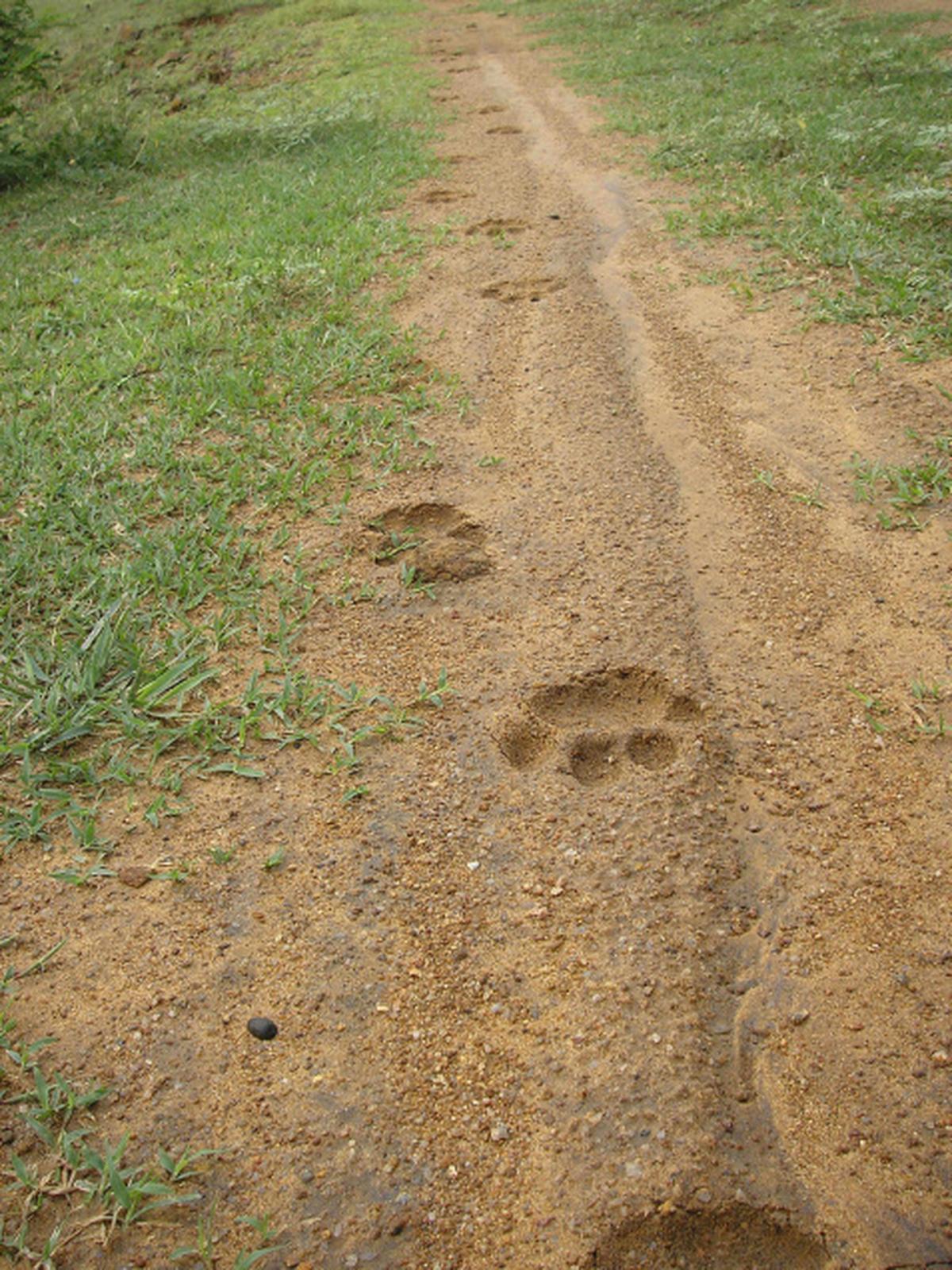 Photofile: Trapped on camera - The Hindu