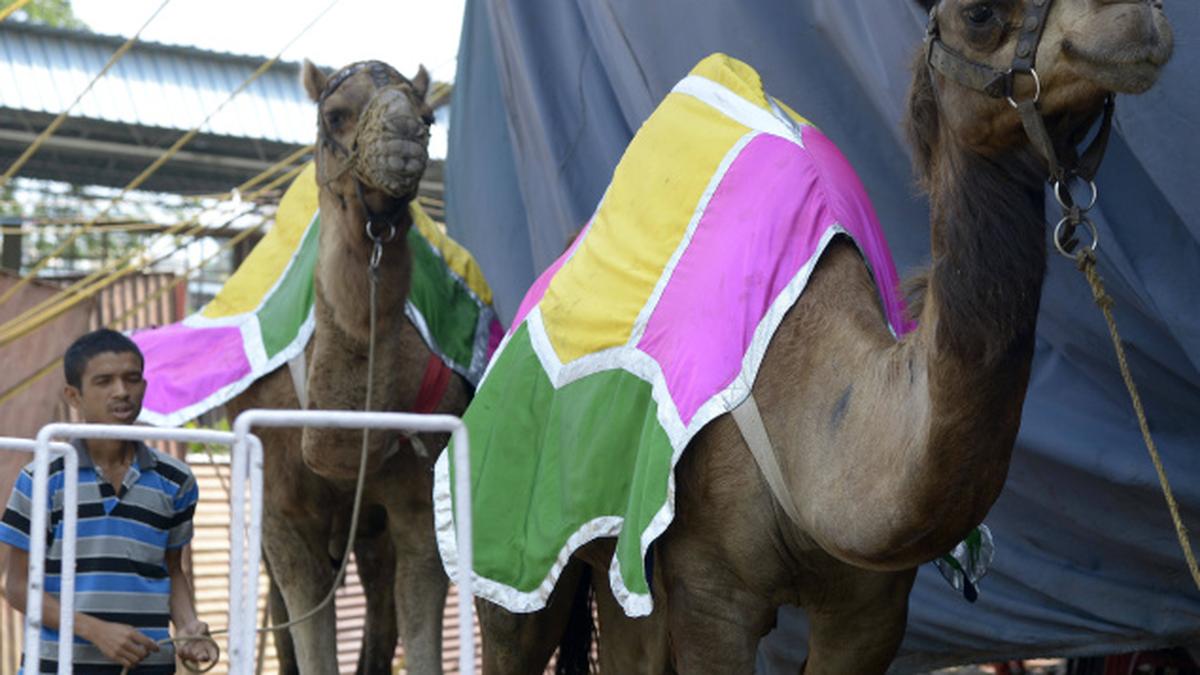 Behind the scenes of a circus - The Hindu