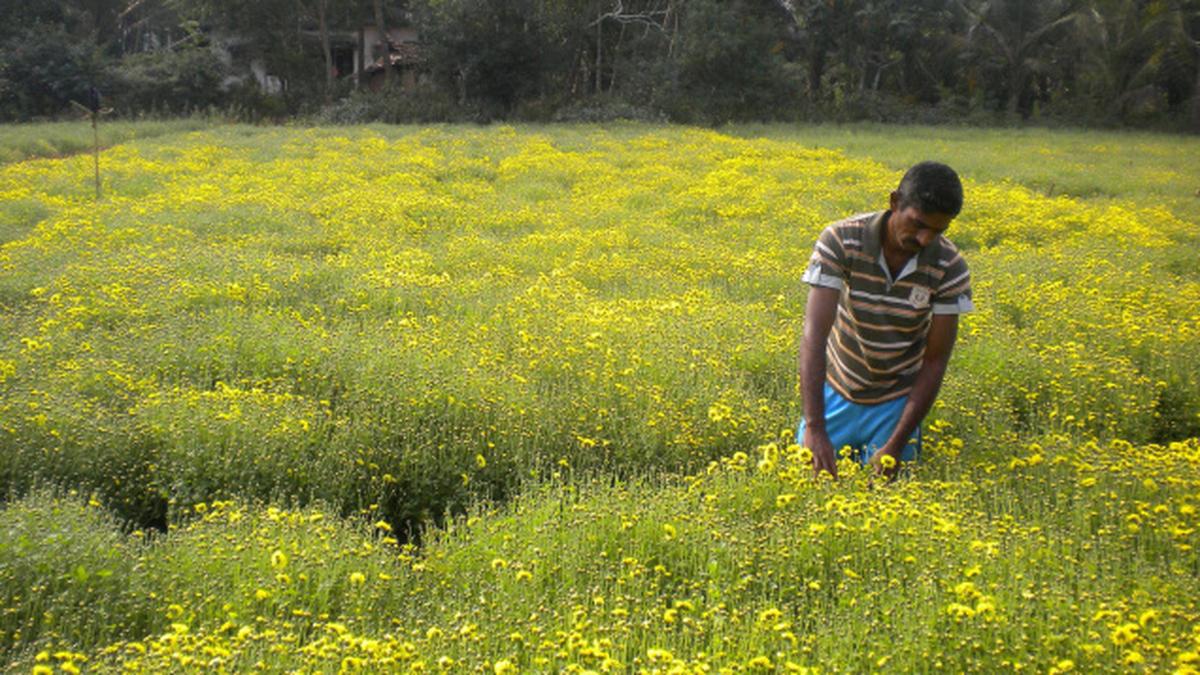 Udupi’s little known chrysanthemum garden - The Hindu