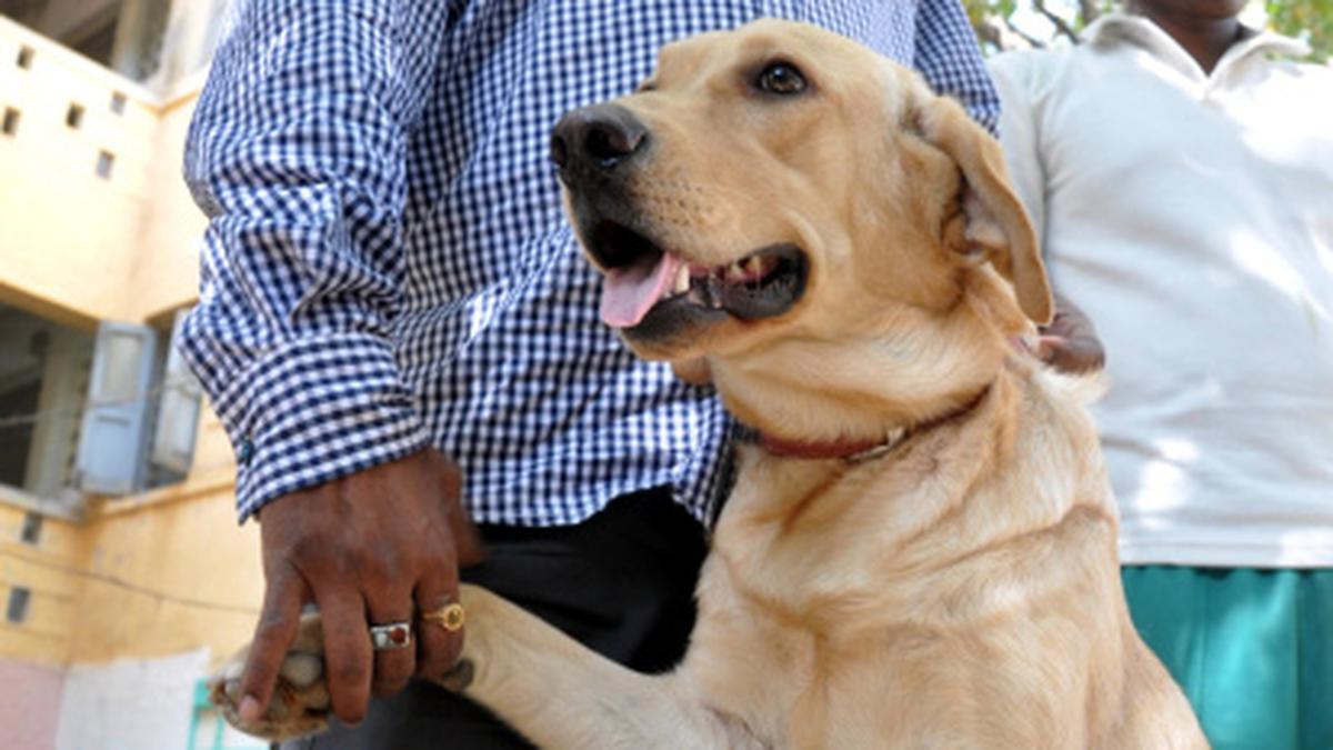 Labrador turns detective - The Hindu