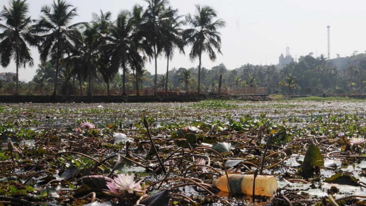 A creek under threat - The Hindu