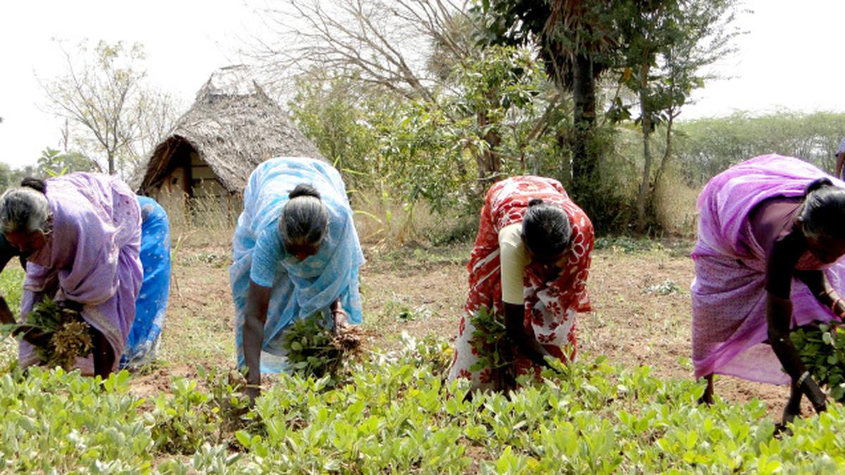 Collective farming comes to the help of destitute and widowed women ...