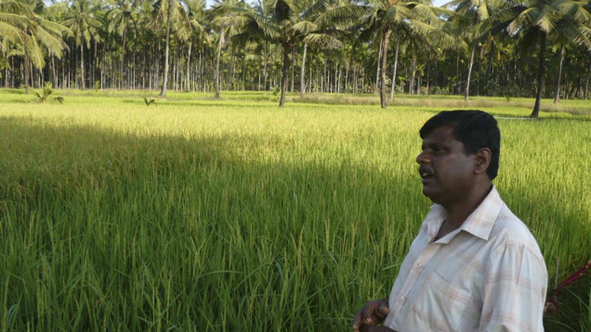 Mechanised transplantation of paddy improves productivity - The Hindu