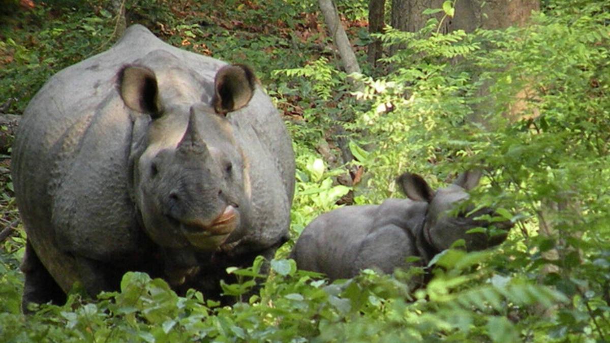 Tiger kills adult rhino in Dudhwa Tiger Reserve - The Hindu