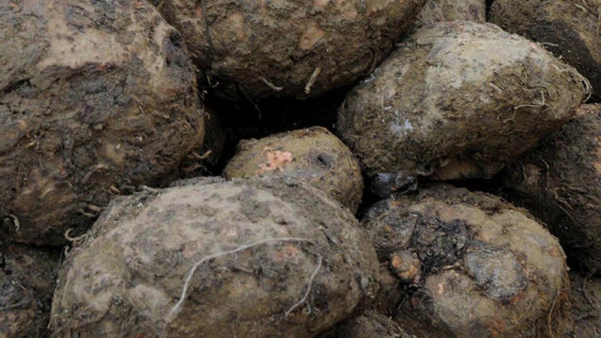 You’ll say yes to yam - The Hindu