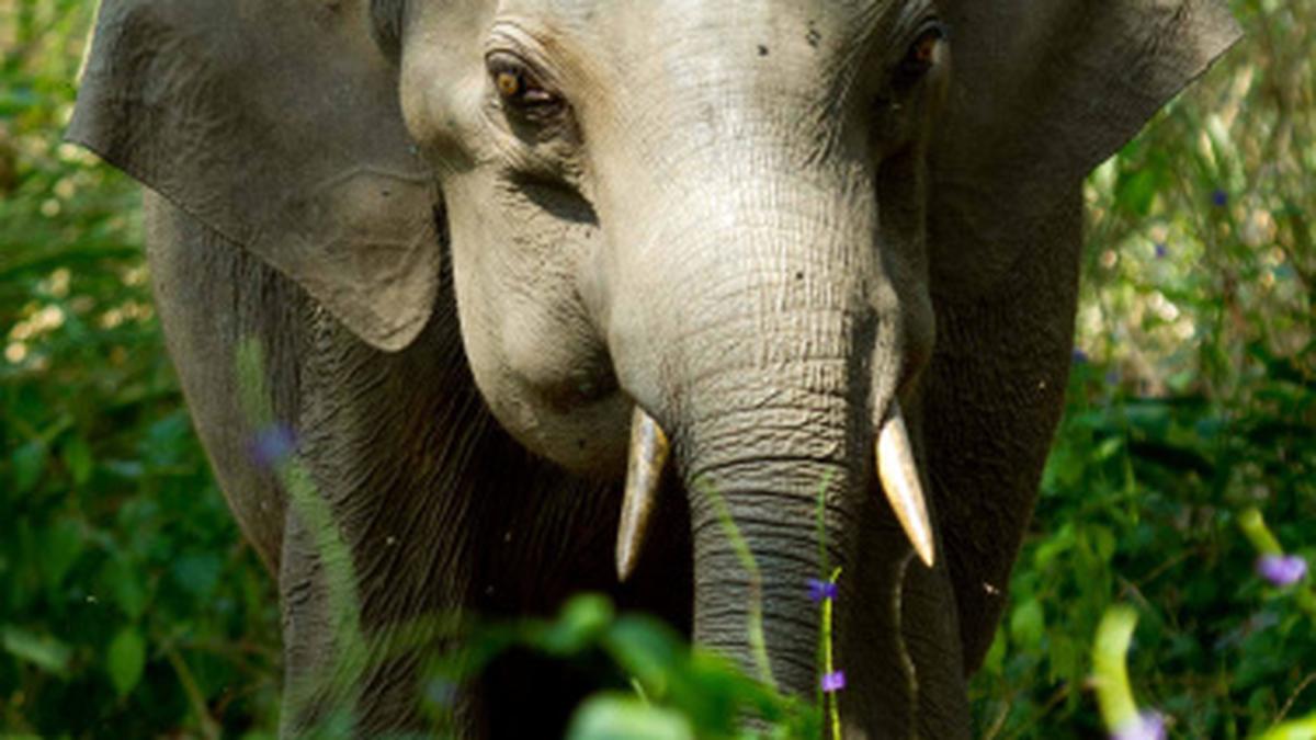 ‘Pygmy’ elephant tethered - The Hindu