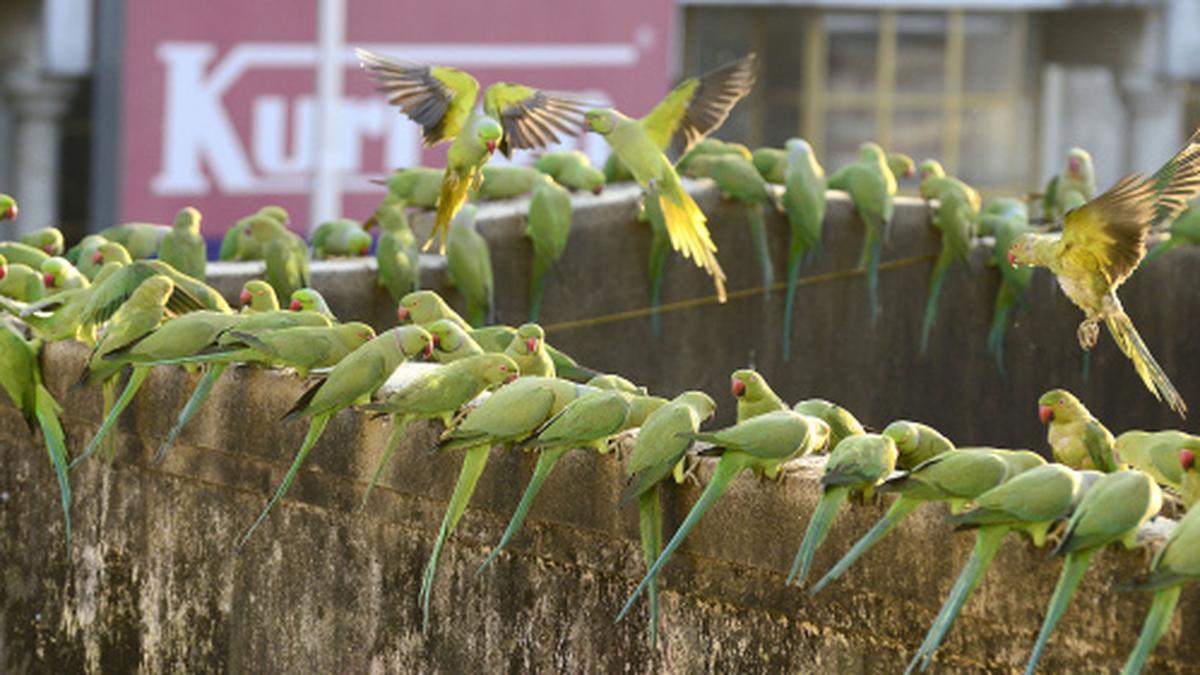 Bird call - The Hindu