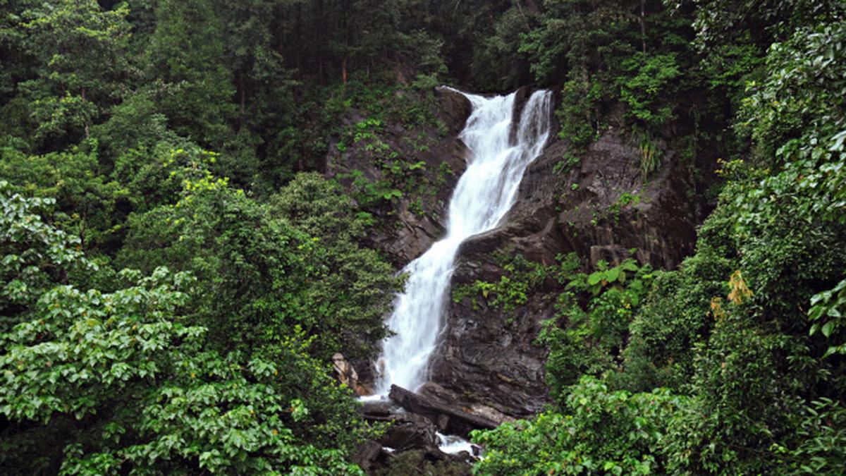 Farmers engaged in conservation of forests in Shimoga district - The Hindu