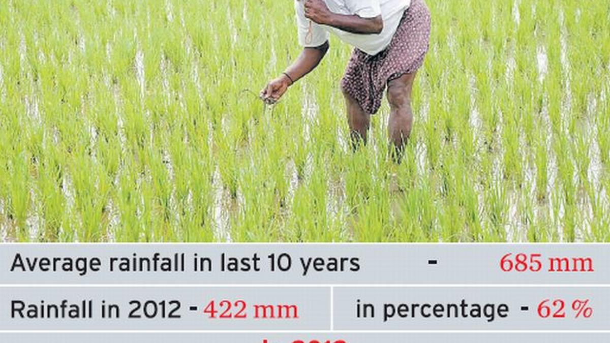 Poor rainfall: district officials estimate crop losses for farmers ...
