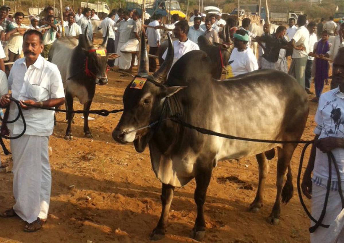 A show to showcase Kangayam breed - The Hindu