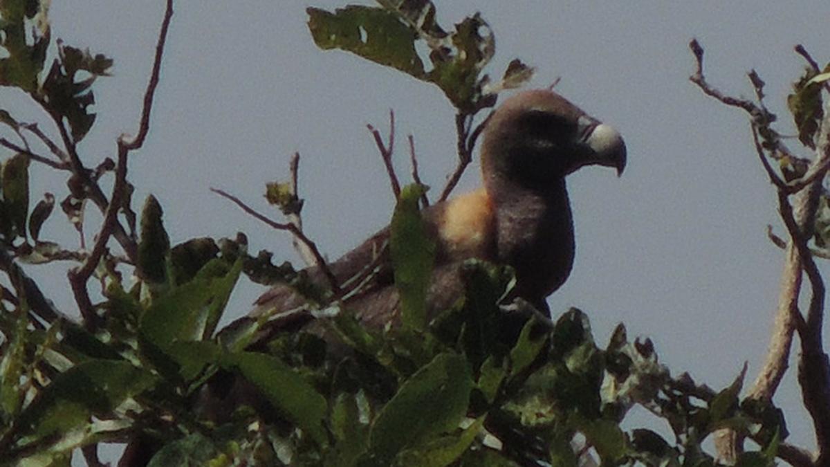 Vulture population stabilising in Moyar Valley - The Hindu